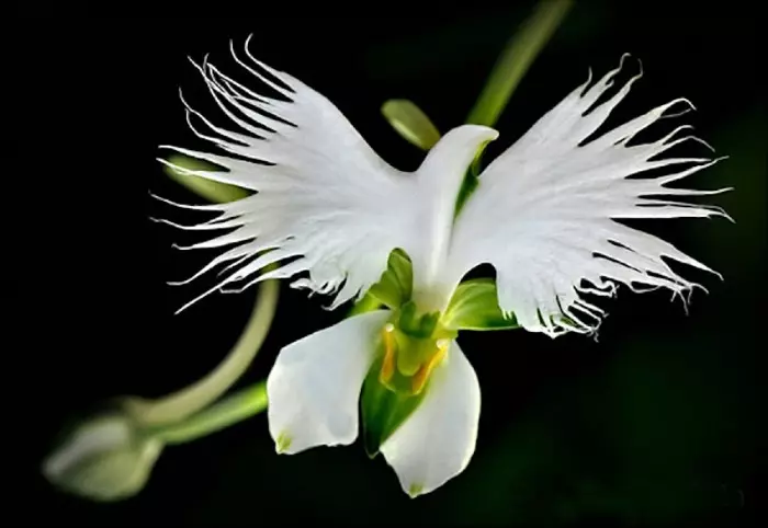 Pracht, luxe, tederheid ... fotokomposities van orchidee kleuren 11810_10