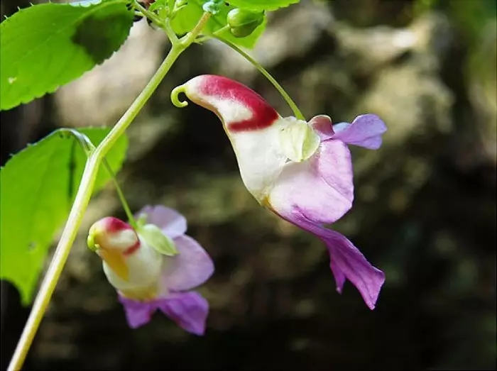 Matagofie, taugata, agamalu ... Ata puʻe mai orchid lanu 11810_12