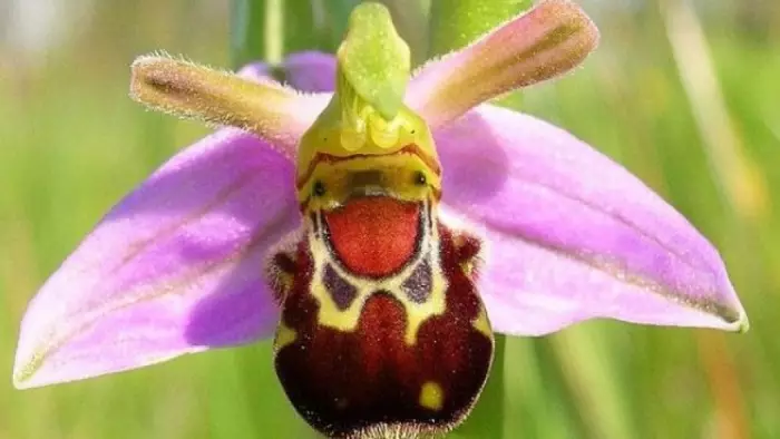 Pracht, luxe, tederheid ... fotokomposities van orchidee kleuren 11810_13