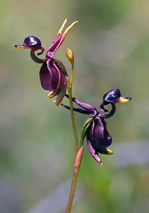 Pracht, luxe, tederheid ... fotokomposities van orchidee kleuren 11810_5