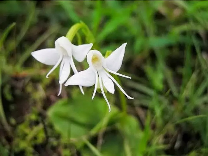 ಸ್ಪ್ಲೆಂಡರ್, ಐಷಾರಾಮಿ, ಮೃದುತ್ವ ... ಆರ್ಕಿಡ್ ಬಣ್ಣಗಳಿಂದ ಫೋಟೊಕಾಪೊಸೆಂಟ್ಸ್ 11810_7