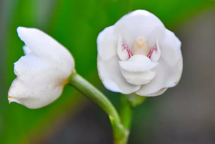 Pracht, luxe, tederheid ... fotokomposities van orchidee kleuren 11810_8