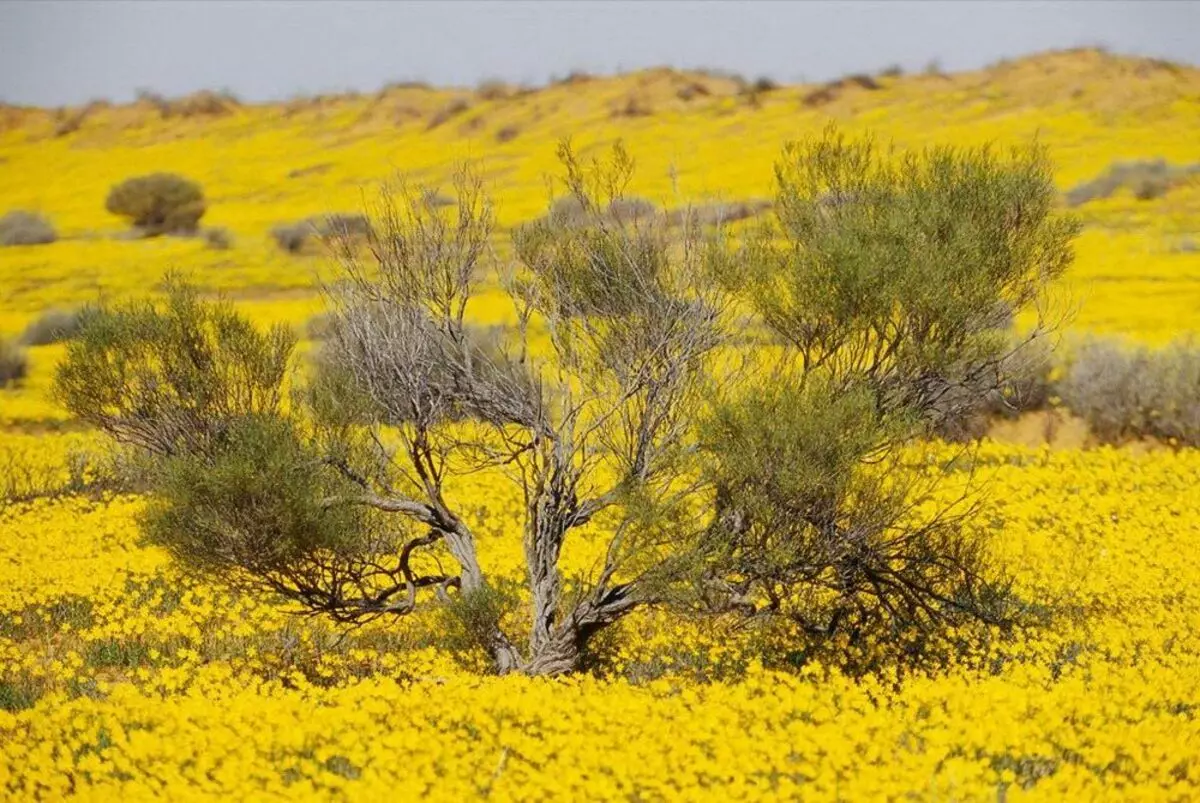 Vida na cor: amarelo