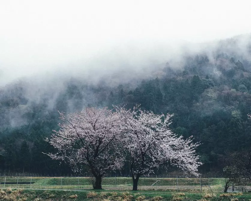 Japanese flavor in the works of Takashi Yasui (Takashi Yasui) 11842_3