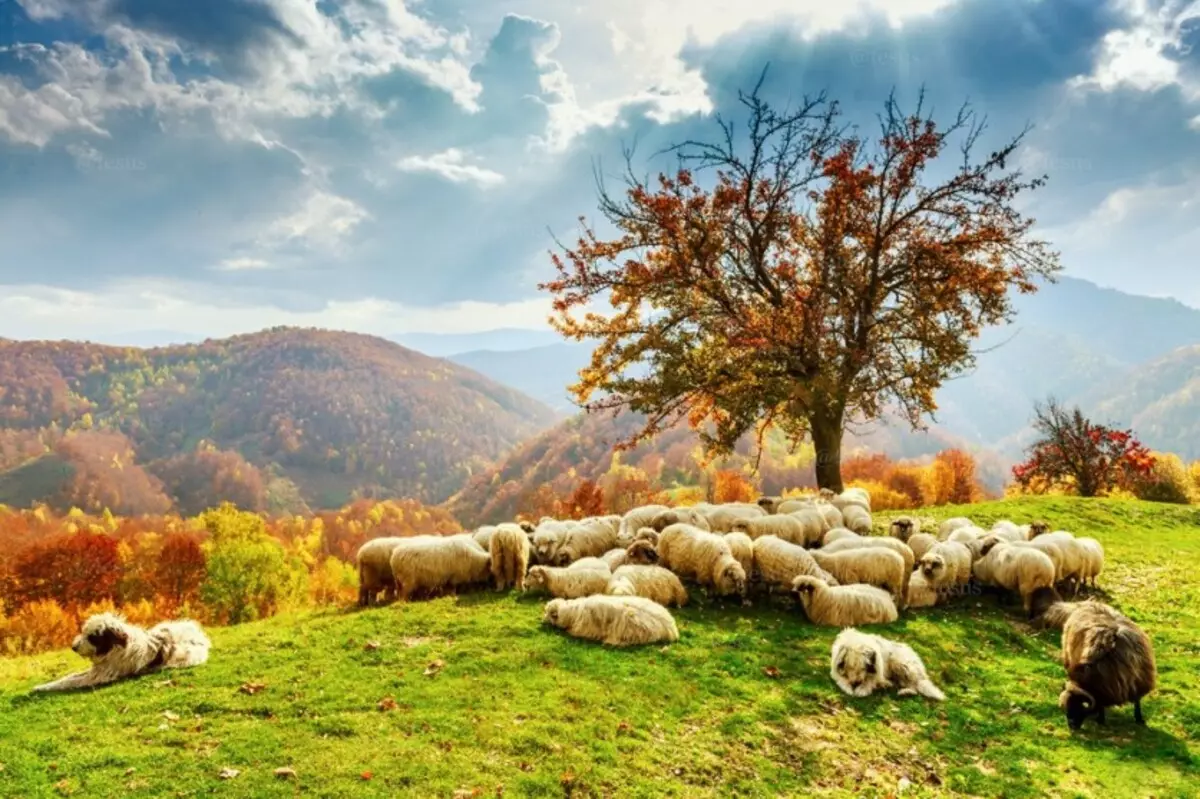 Outono em romania ... foto pitoresca chorando;)) 11875_1