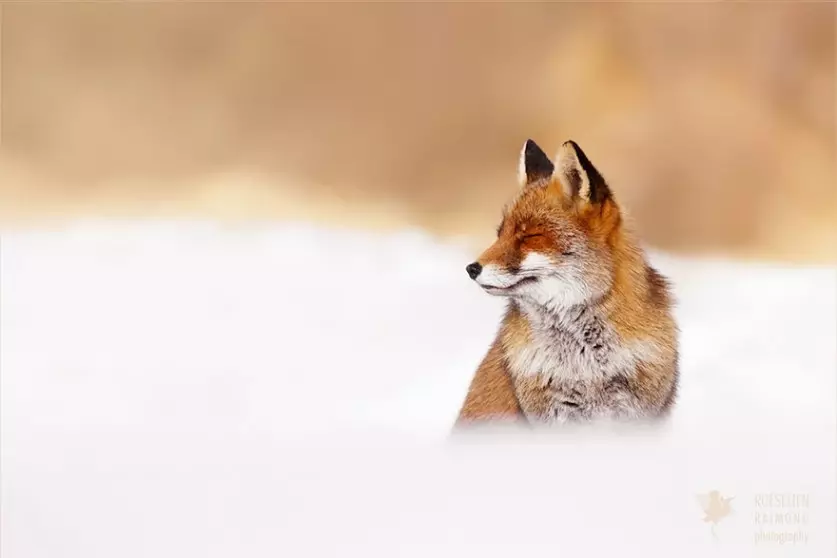 Kewan sing ayu yaiku kewan sing seneng;)) rubah ing lensa roselin raimond (Roeselien Raimond) 11879_10