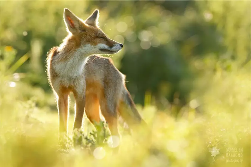 Kewan sing ayu yaiku kewan sing seneng;)) rubah ing lensa roselin raimond (Roeselien Raimond) 11879_11