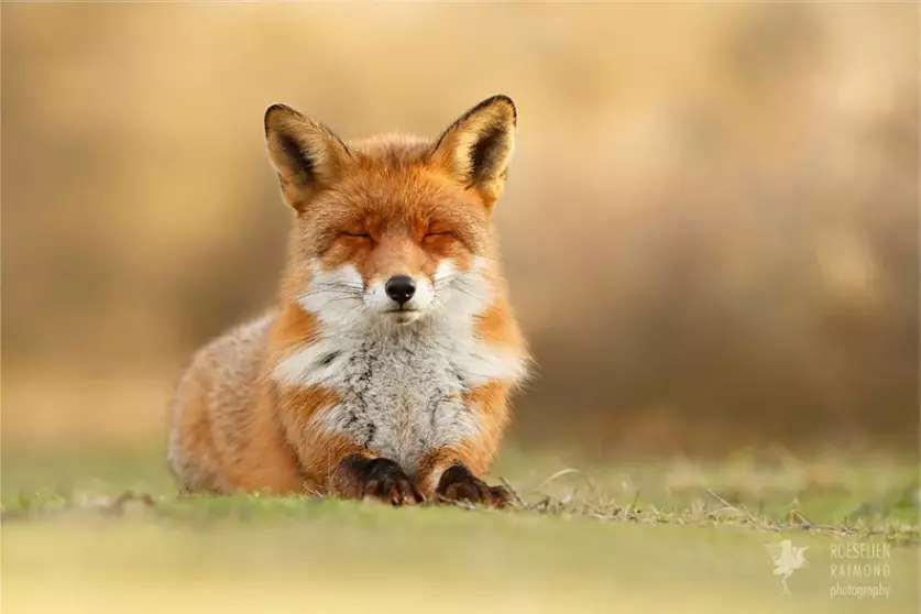 Biby tsara tarehy dia biby sambatra;)) ny amboahaolo ao amin'ny lens roselin raimond (roeselien raimond) 11879_12