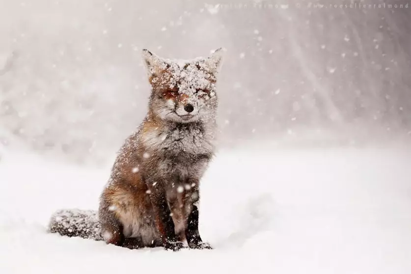 Kewan sing ayu yaiku kewan sing seneng;)) rubah ing lensa roselin raimond (Roeselien Raimond) 11879_5