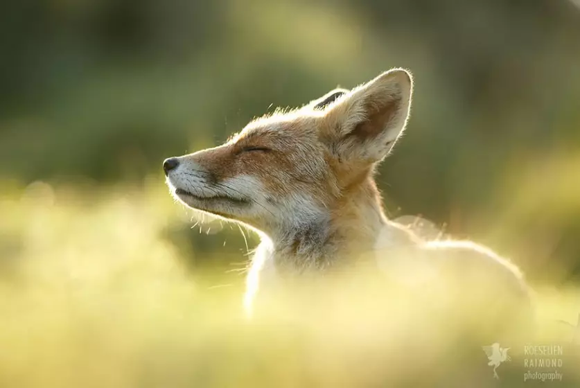 Heywanên xweşik heywanên dilxweş in;)) Foxes in the lens Roselin Raimond (Roeselien Raimond) 11879_7