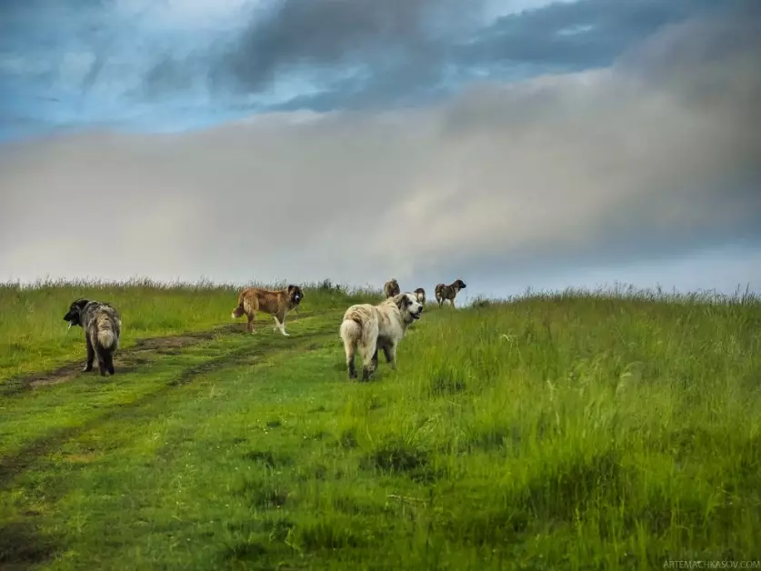 14. Miti yakakwenenzverwa, yakanyoroveswa kubva kune iyo fog of the trunks yeiyo yakafukidzwa neyenyorova yero-green moss, zvakanaka