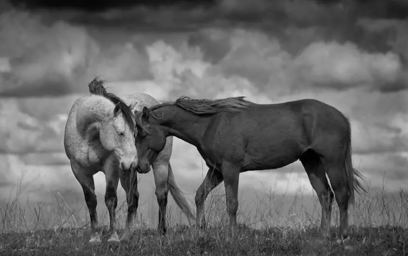 Grace, kracht en schoonheid ... 30 ideale foto's van paarden;)) 11907_11