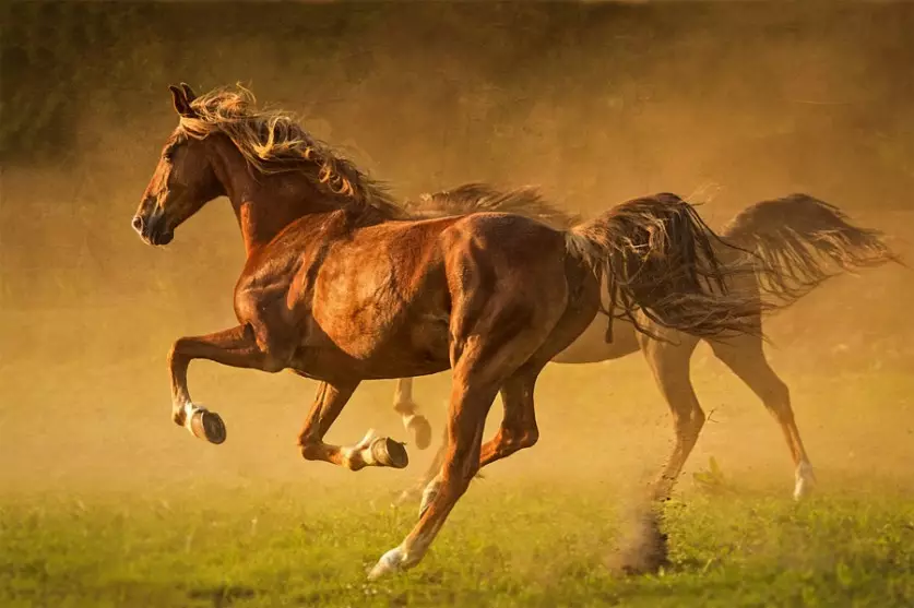 Grace, kracht en schoonheid ... 30 ideale foto's van paarden;)) 11907_13