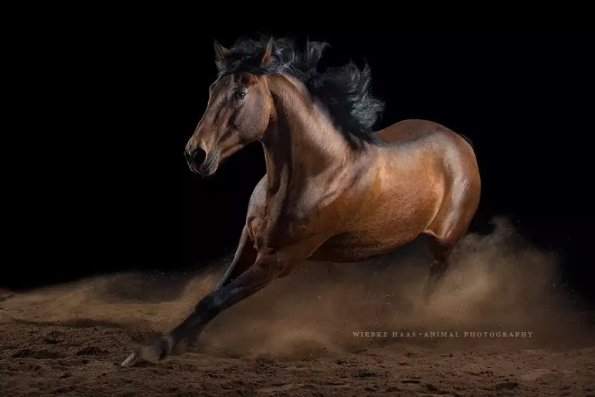 Grace, force et beauté ... 30 photos idéales de chevaux;)) 11907_20