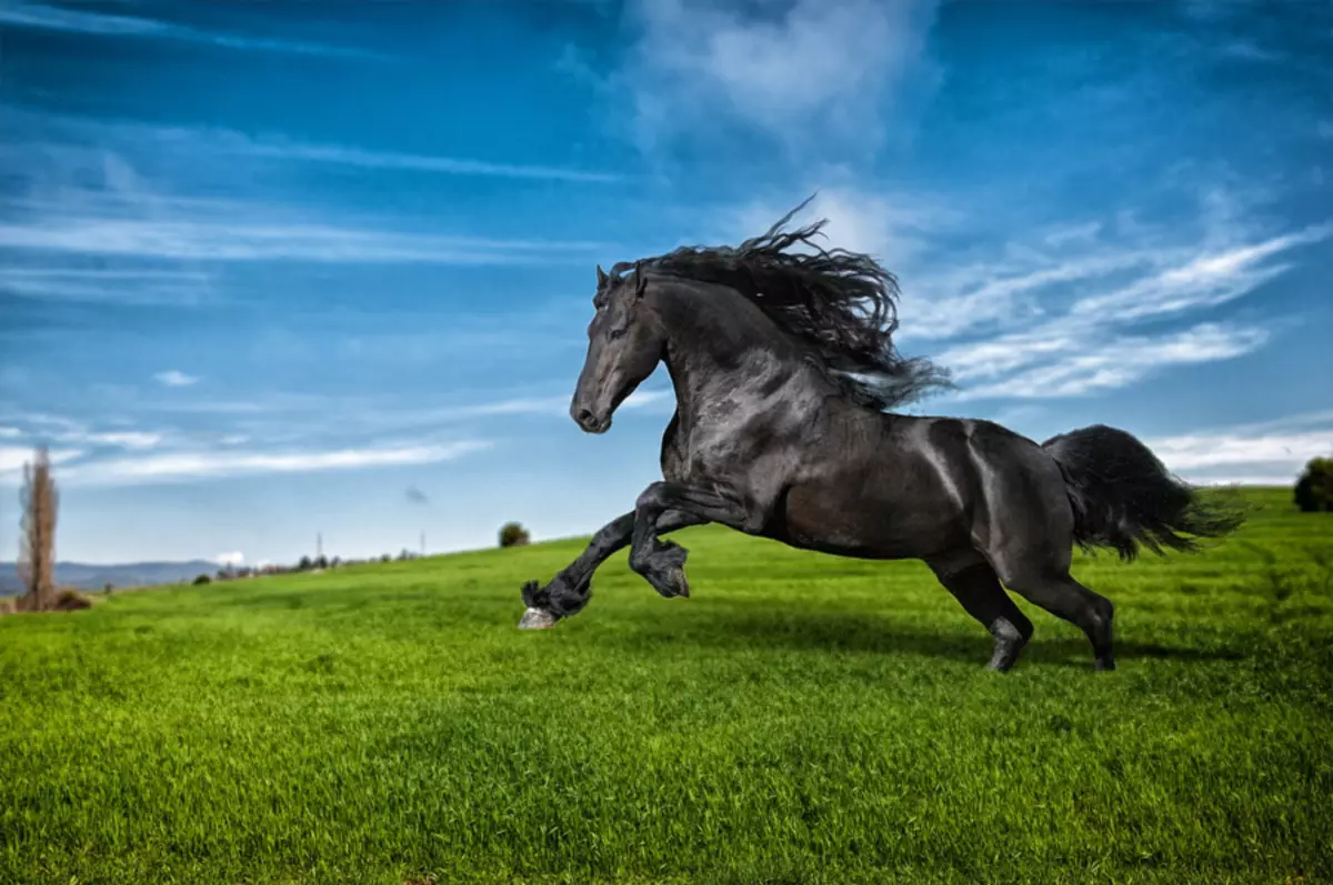 Photos de chevaux - Grace, Beauté et Puissance