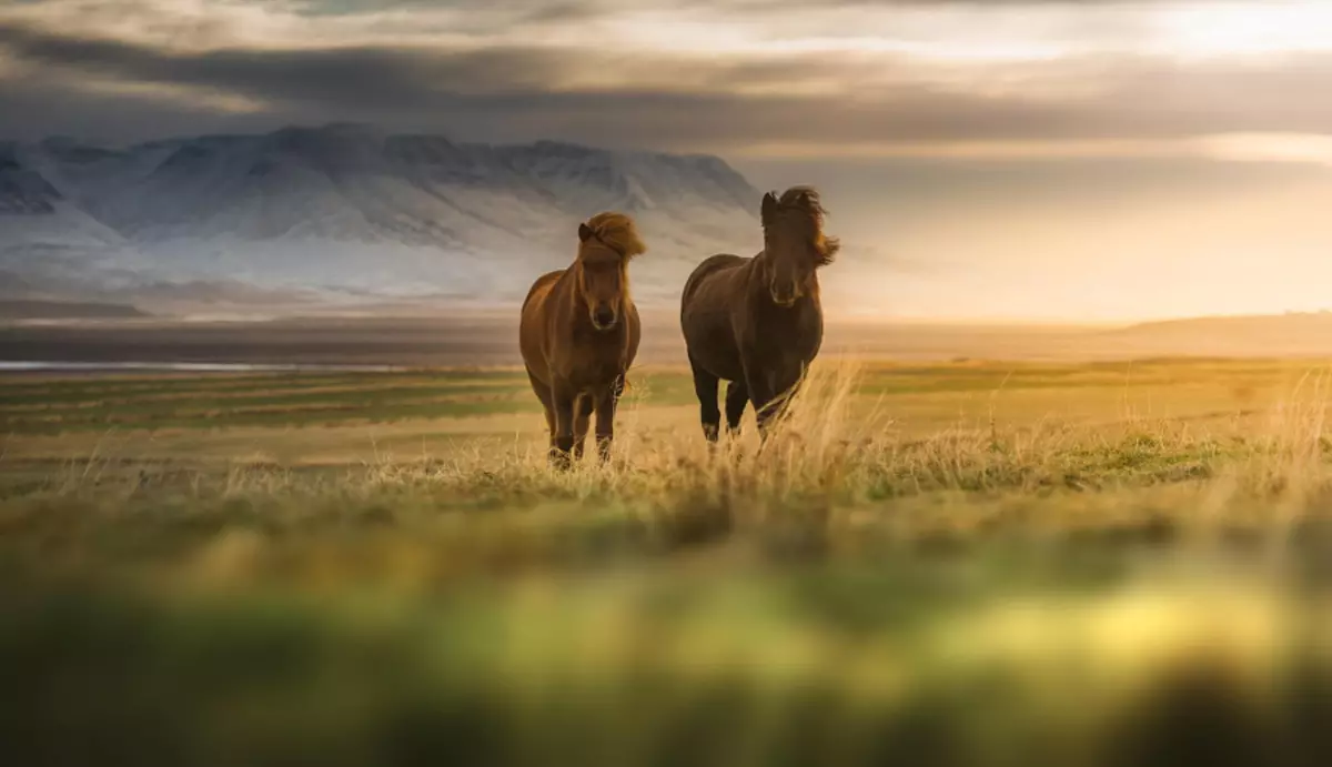 Billeder af Horses - Grace, Skønhed og Kraft