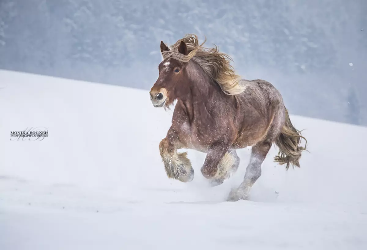 Foto's van paarden - Grace, Beauty and Power