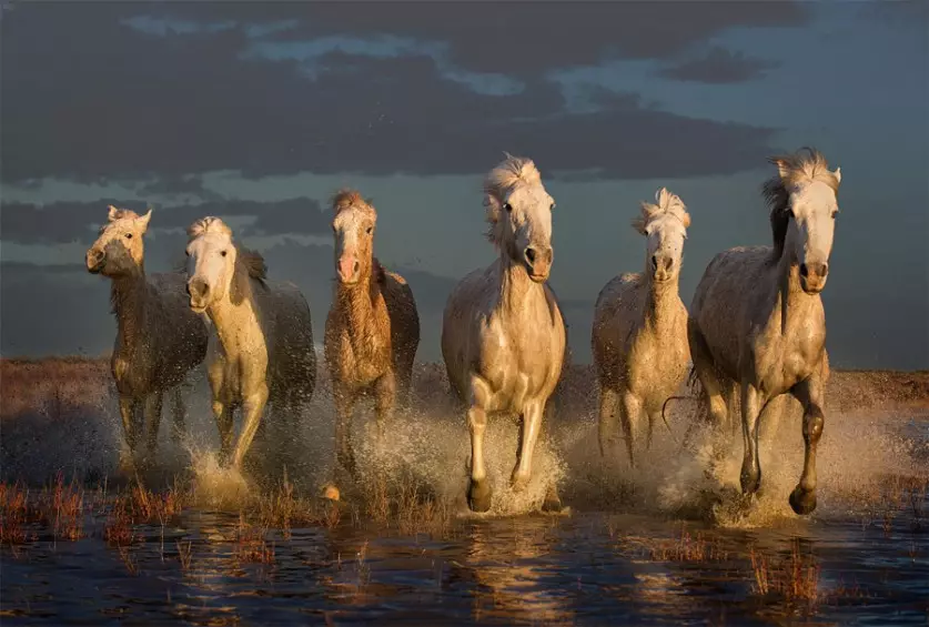 Grace, force et beauté ... 30 photos idéales de chevaux;)) 11907_9