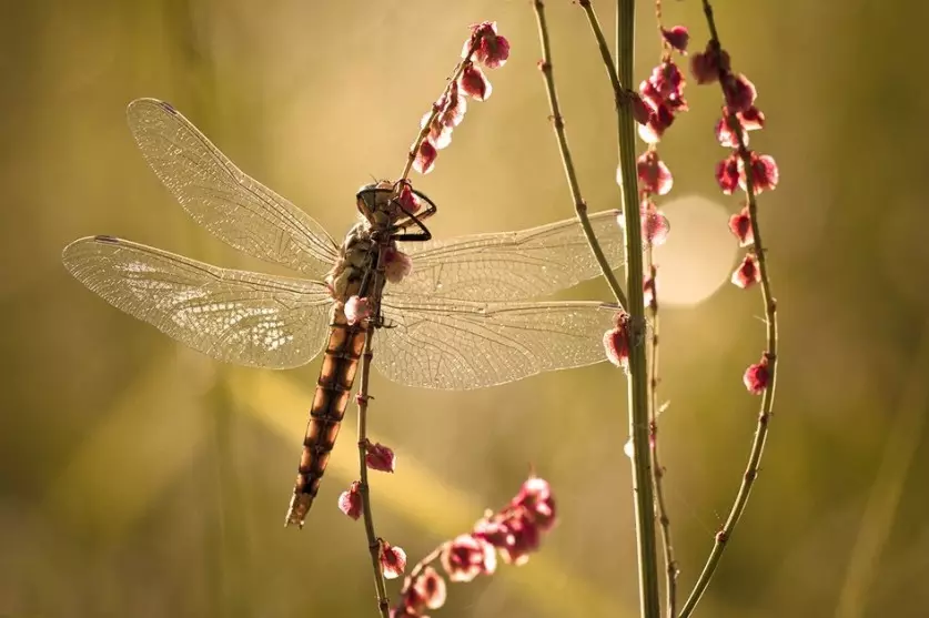 Dragonflies veroorsaak verrukking !!! 11931_13