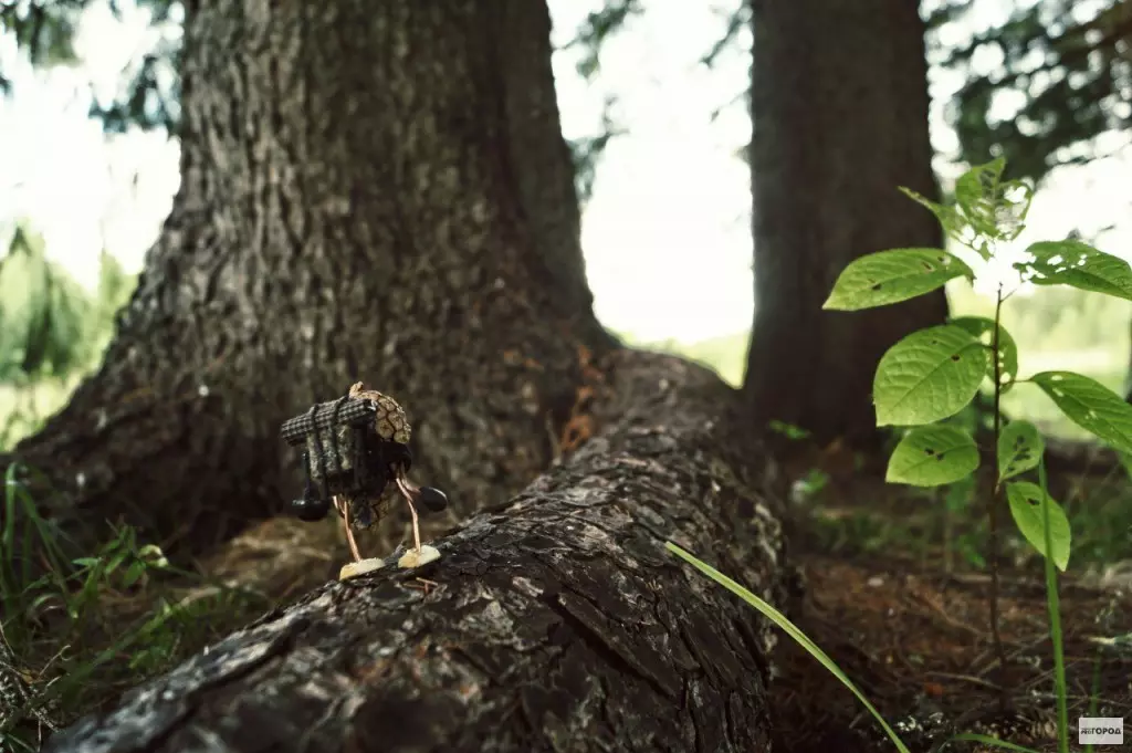 I-Adventures ye-Pine Cone ... I-Viforgrapher Victor Kvassos 11941_22