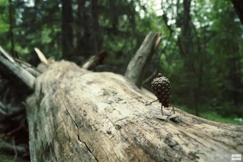 I-Adventures ye-Pine Cone ... I-Viforgrapher Victor Kvassos 11941_4