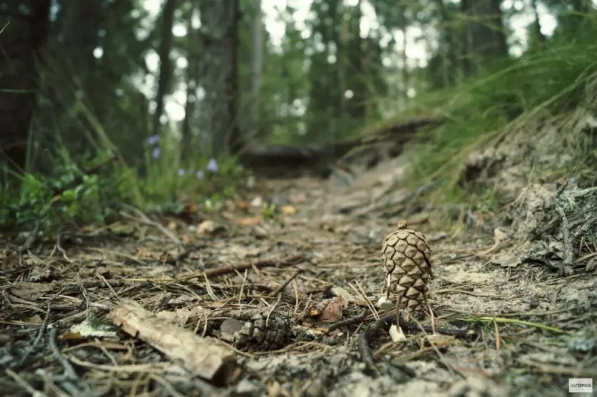 I-Adventures ye-Pine Cone ... I-Viforgrapher Victor Kvassos 11941_6