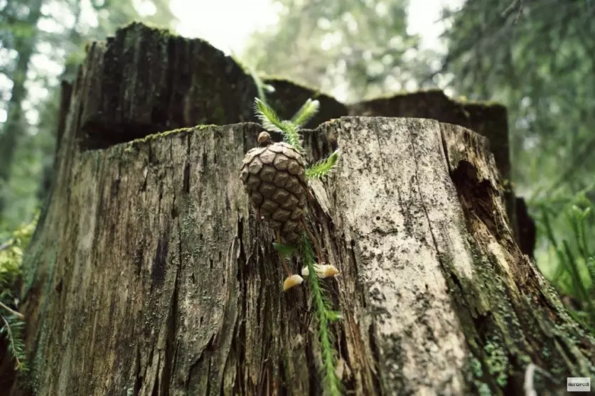 I-Adventures ye-Pine Cone ... I-Viforgrapher Victor Kvassos 11941_7