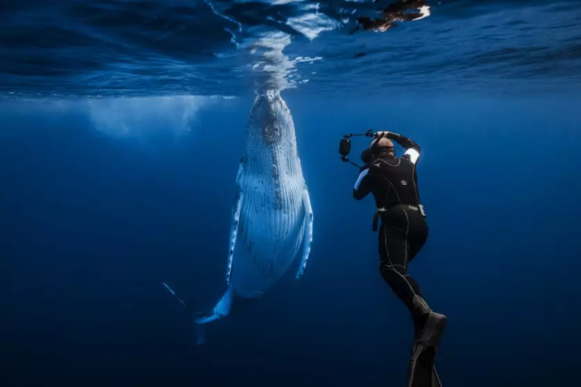 Marine Mamfals Gaby Barayuya'nın çarpıcı fotoğrafları (Gaby Barathieu) 11951_1