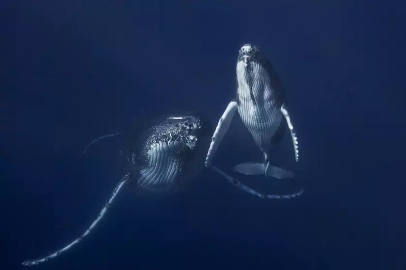 Marine Mamfals Gaby Barayuya'nın çarpıcı fotoğrafları (Gaby Barathieu) 11951_10