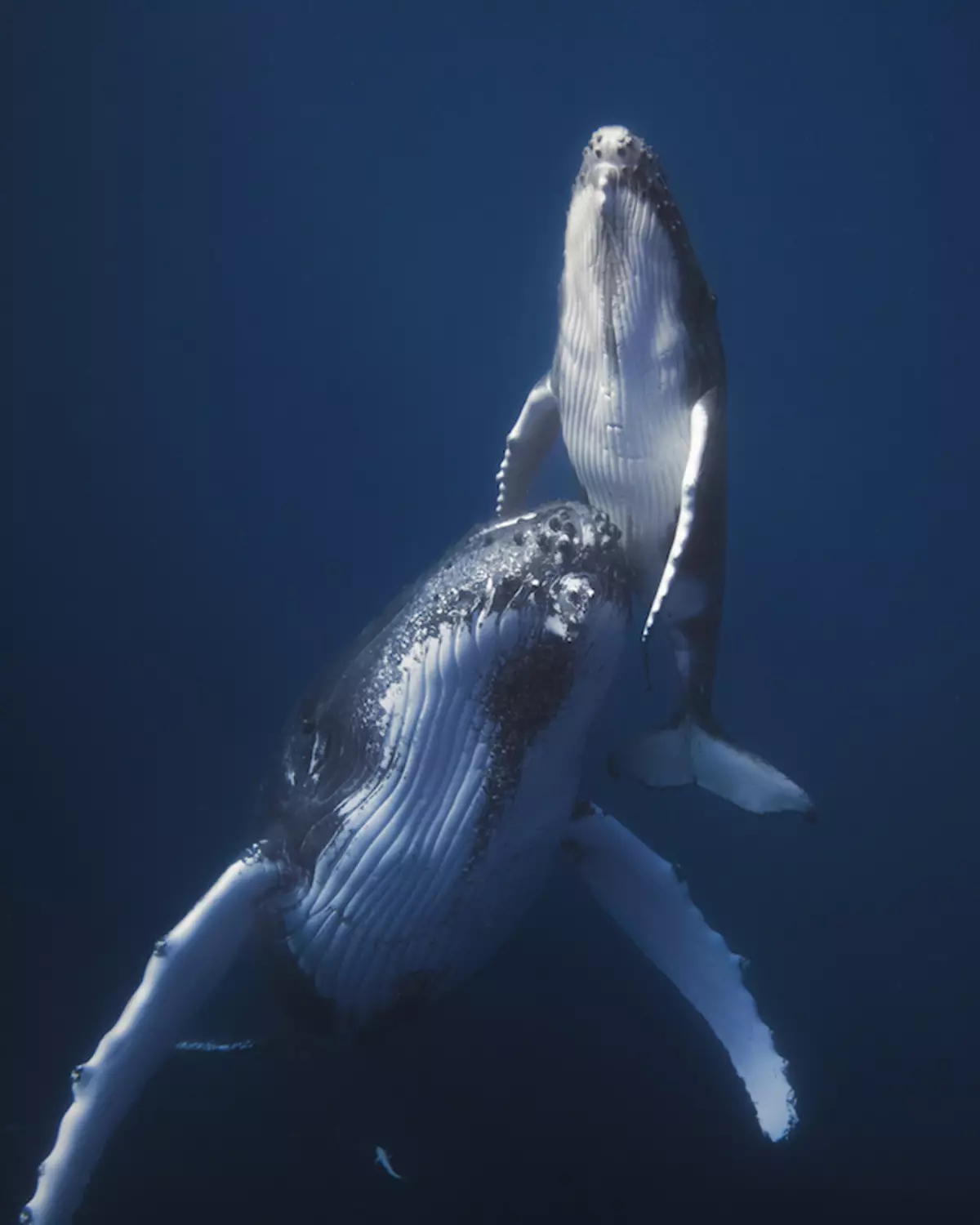 Marine Mamfals Gaby Barayuya'nın çarpıcı fotoğrafları (Gaby Barathieu) 11951_11