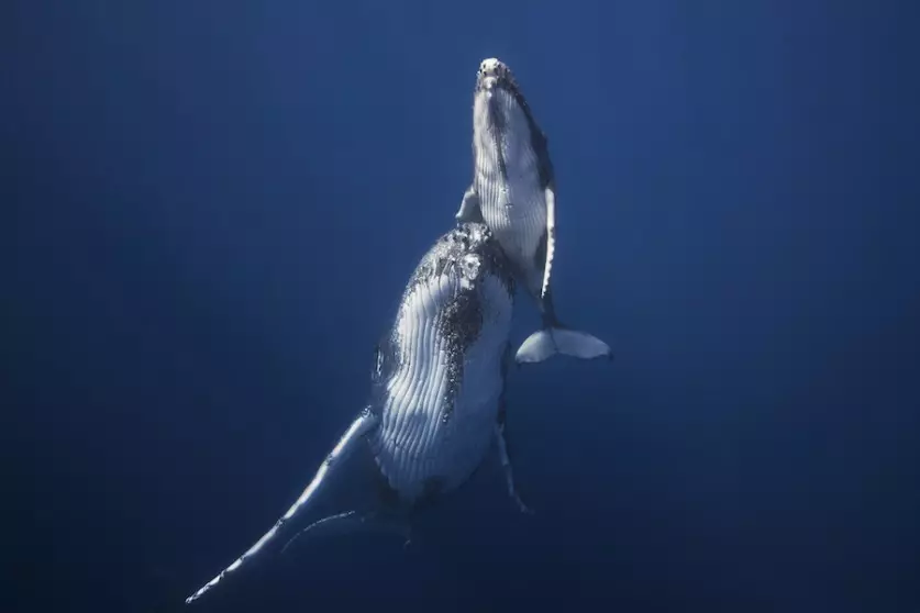 Marine Mamfals Gaby Barayuya'nın çarpıcı fotoğrafları (Gaby Barathieu) 11951_12