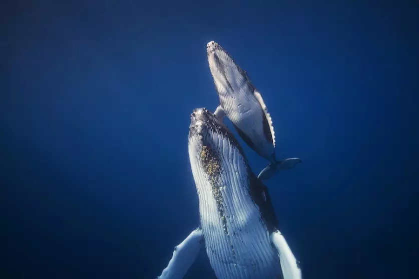 Marine Mamfals Gaby Barayuya'nın çarpıcı fotoğrafları (Gaby Barathieu) 11951_13