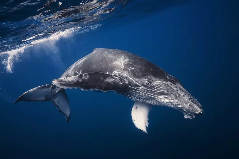 Marine Mamfals Gaby Barayuya'nın çarpıcı fotoğrafları (Gaby Barathieu) 11951_14