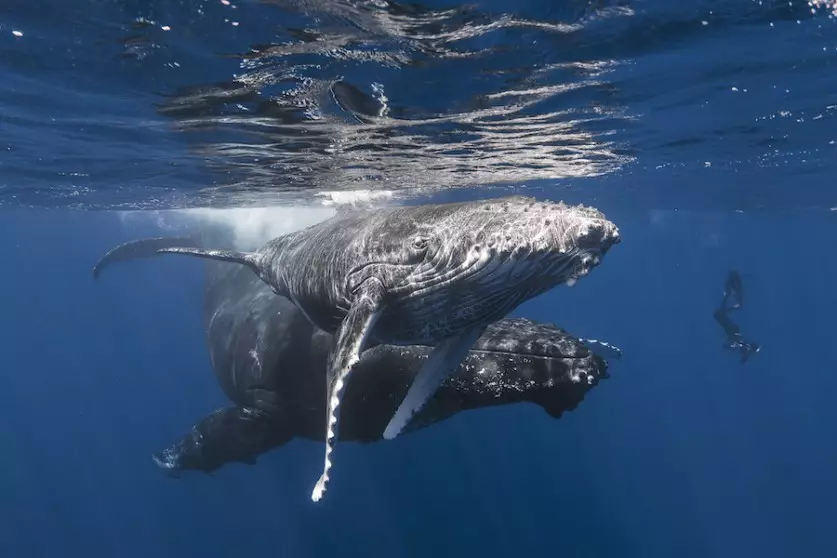 Marine Mamfals Gaby Barayuya'nın çarpıcı fotoğrafları (Gaby Barathieu) 11951_15