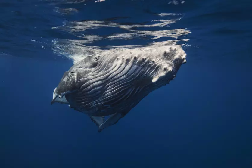 Marine Mamfals Gaby Barayuya'nın çarpıcı fotoğrafları (Gaby Barathieu) 11951_16