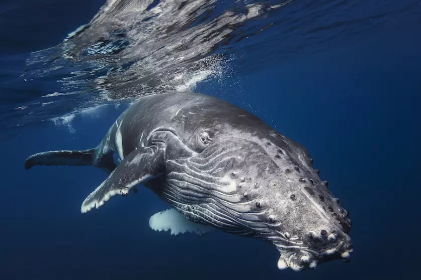 Marine Mamfals Gaby Barayuya'nın çarpıcı fotoğrafları (Gaby Barathieu) 11951_17