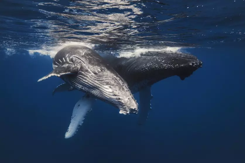 Marine Mamfals Gaby Barayuya'nın çarpıcı fotoğrafları (Gaby Barathieu) 11951_18