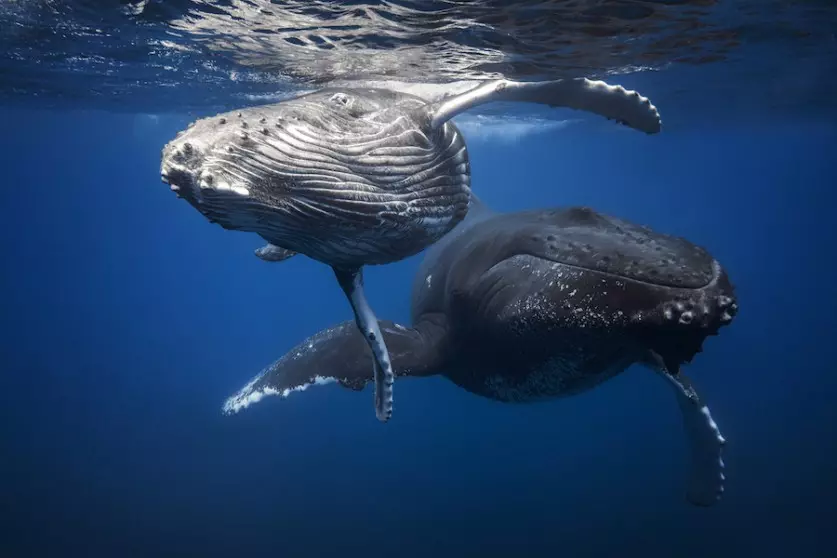 Marine Mamfals Gaby Barayuya'nın çarpıcı fotoğrafları (Gaby Barathieu) 11951_19