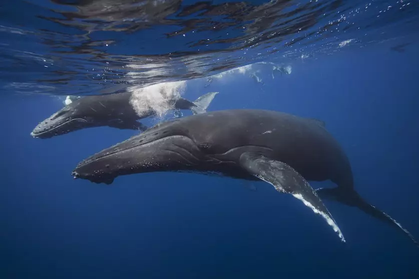 Marine Mamfals Gaby Barayuya'nın çarpıcı fotoğrafları (Gaby Barathieu) 11951_20