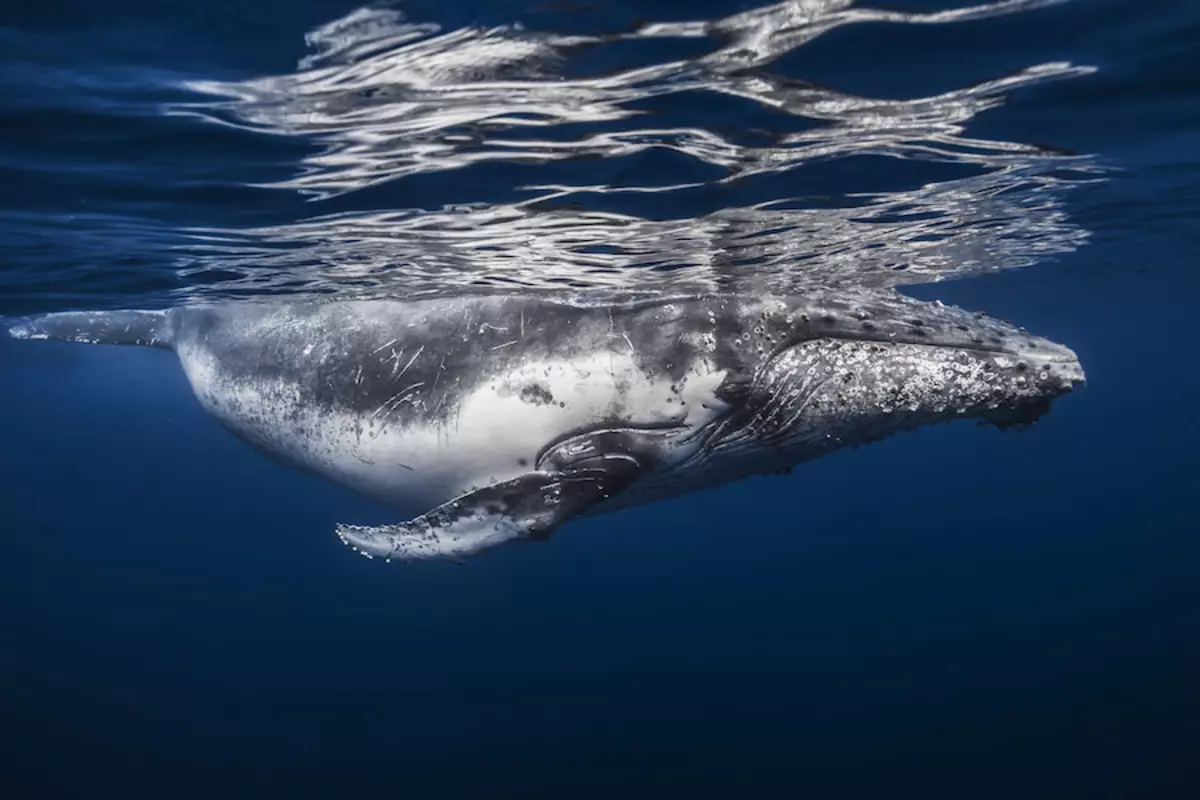 Incroyable historique de photos du tournage de baleines du photographe sous-marin Gaby Baryuya