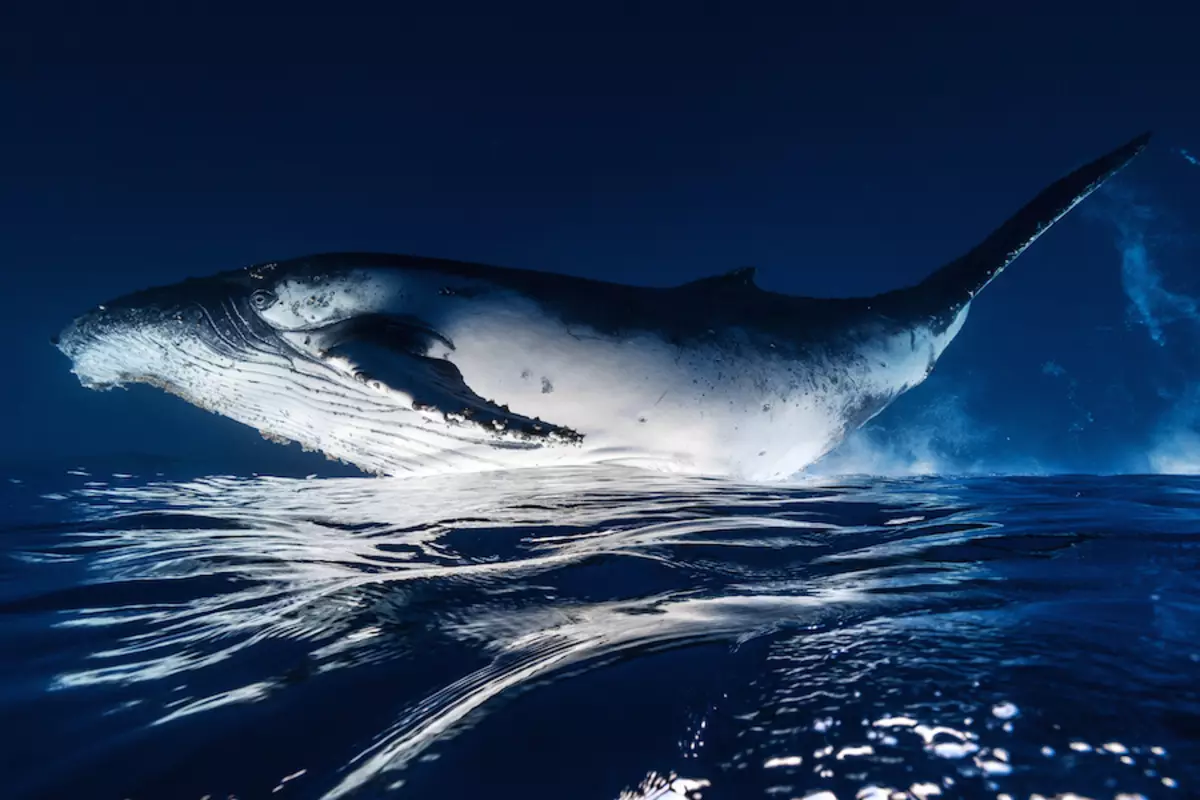 Sualtı Fotoğrafçısı Gaby Baryuya'dan Balina Çekiminin İnanılmaz Fotoğraf Tarihi