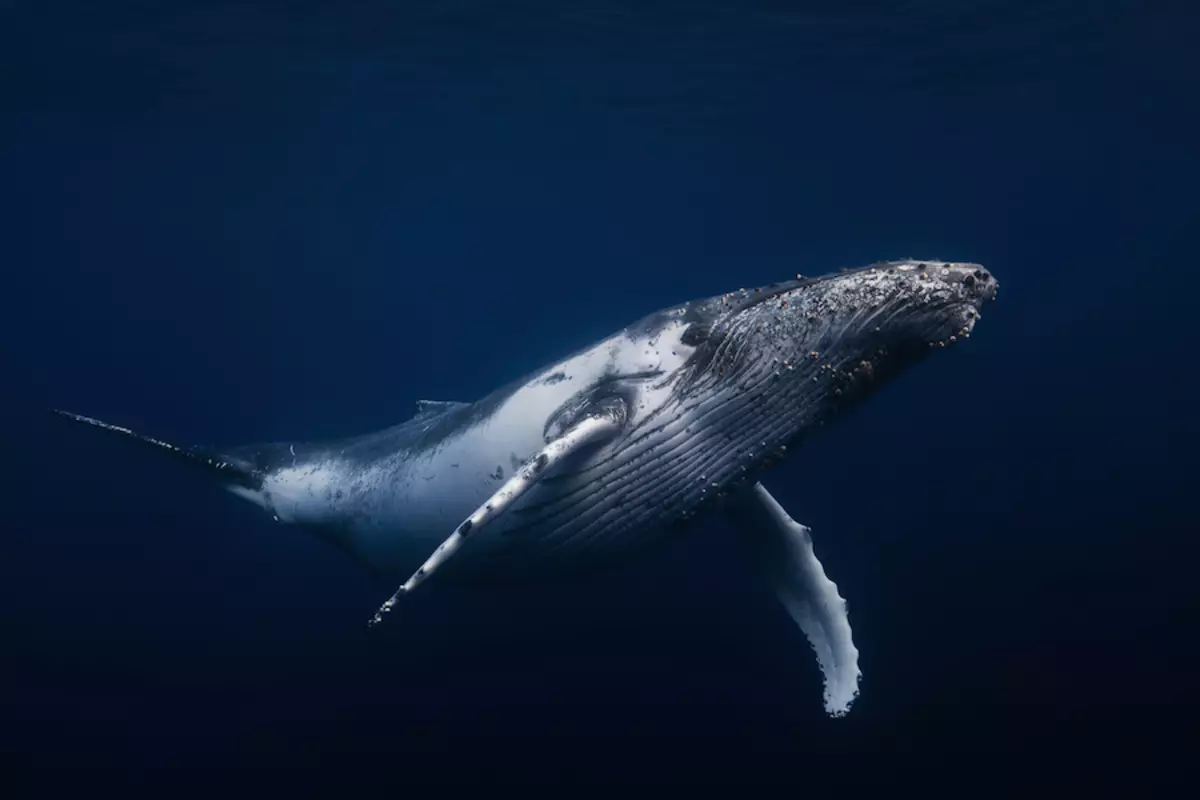 Incroyable historique de photos du tournage de baleines du photographe sous-marin Gaby Baryuya