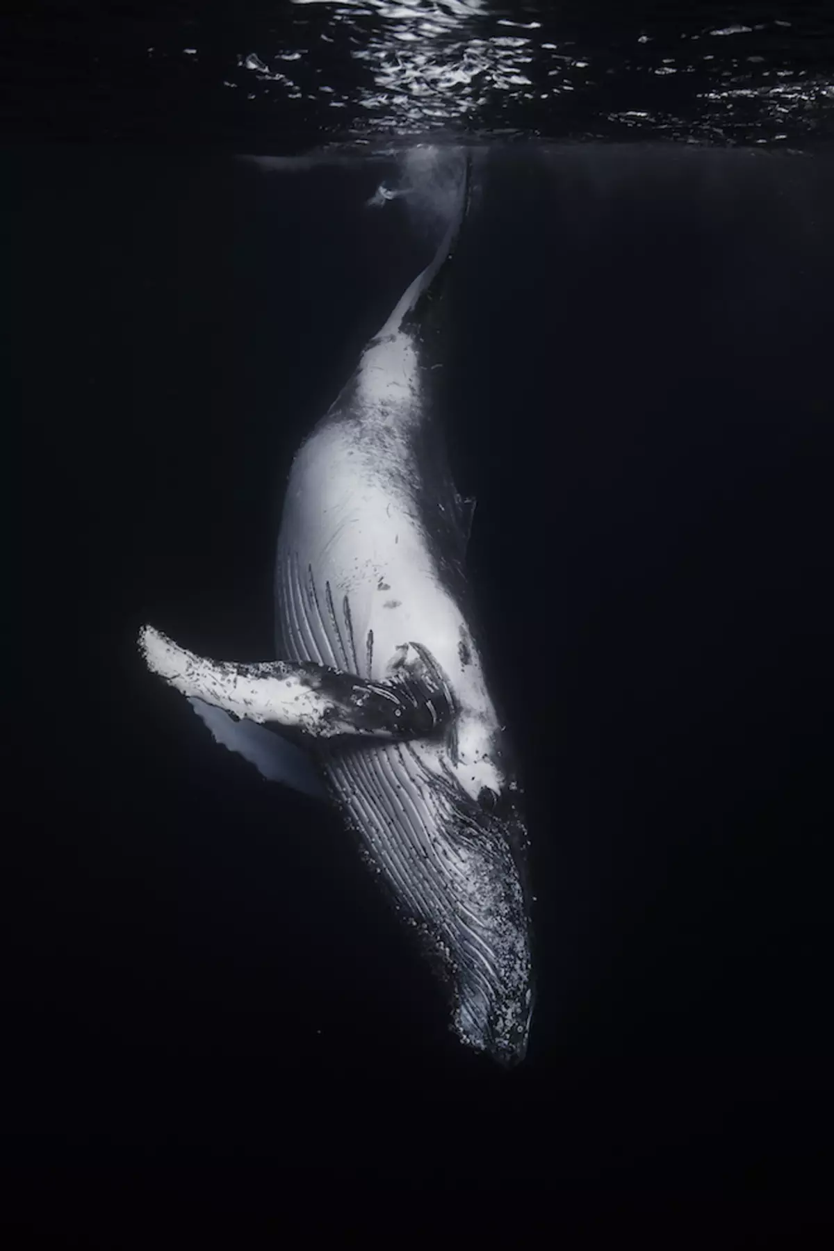 Fantastisk fotohistorie af hvalfilm fra undervandsfotografen Gaby Byuya