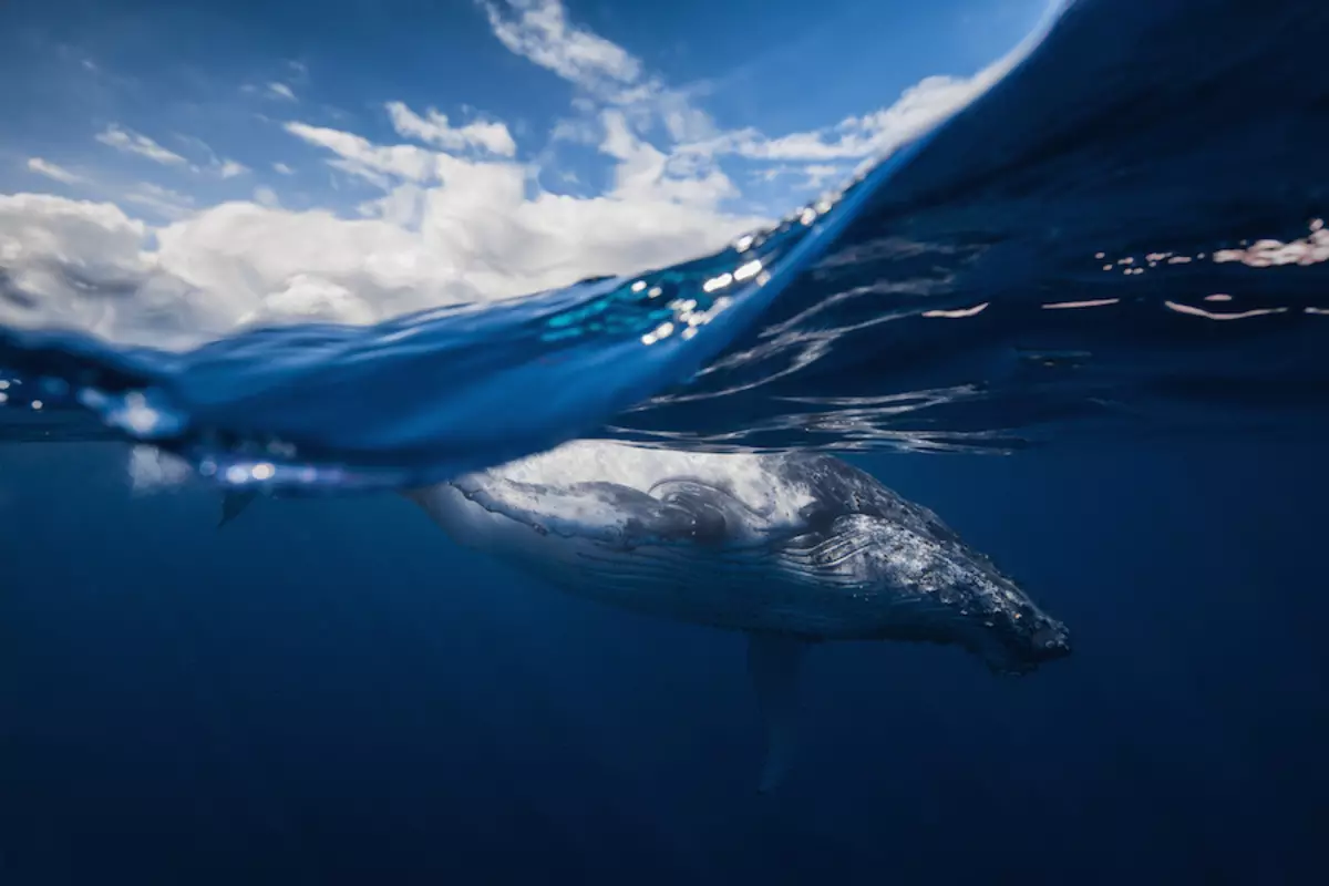 Pārsteidzošs foto vēsture valis filmēšanas no zemūdens fotogrāfs Gaby Baryuya