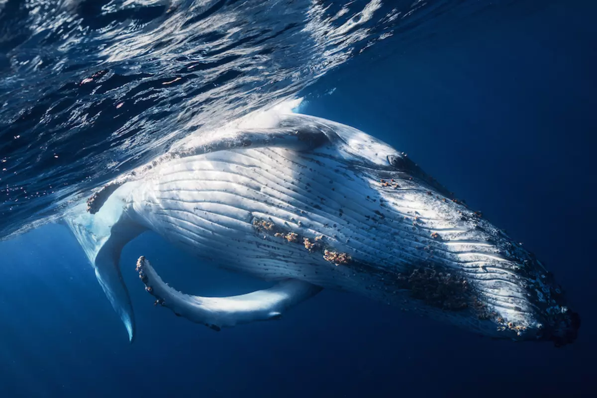 Incroyable historique de photos du tournage de baleines du photographe sous-marin Gaby Baryuya