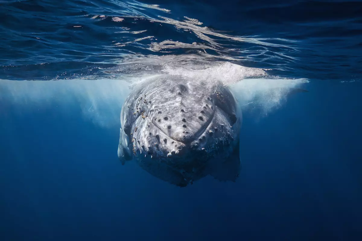 Pārsteidzošs foto vēsture valis filmēšanas no zemūdens fotogrāfs Gaby Baryuya