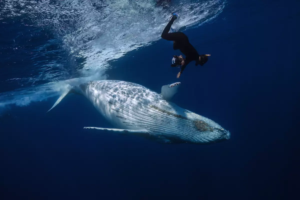 Fantastisk fotohistorie af hvalfilm fra undervandsfotografen Gaby Byuya