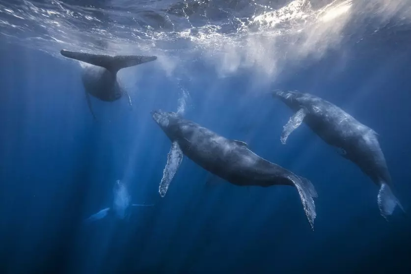 Marine Mamfals Gaby Barayuya'nın çarpıcı fotoğrafları (Gaby Barathieu) 11951_3