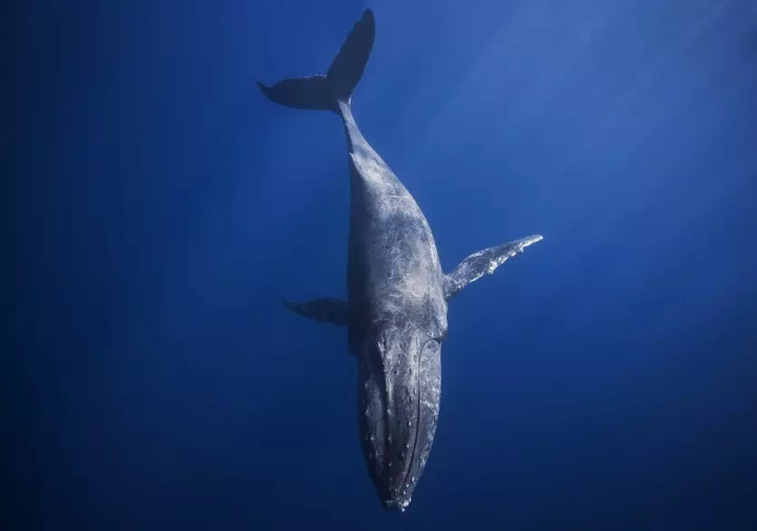 Marine Mamfals Gaby Barayuya'nın çarpıcı fotoğrafları (Gaby Barathieu) 11951_4