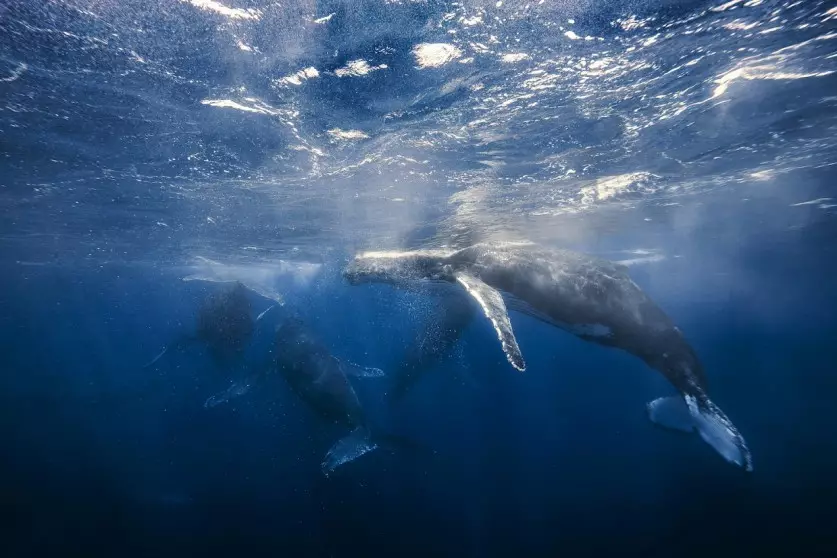 Marine Mamfals Gaby Barayuya'nın çarpıcı fotoğrafları (Gaby Barathieu) 11951_5